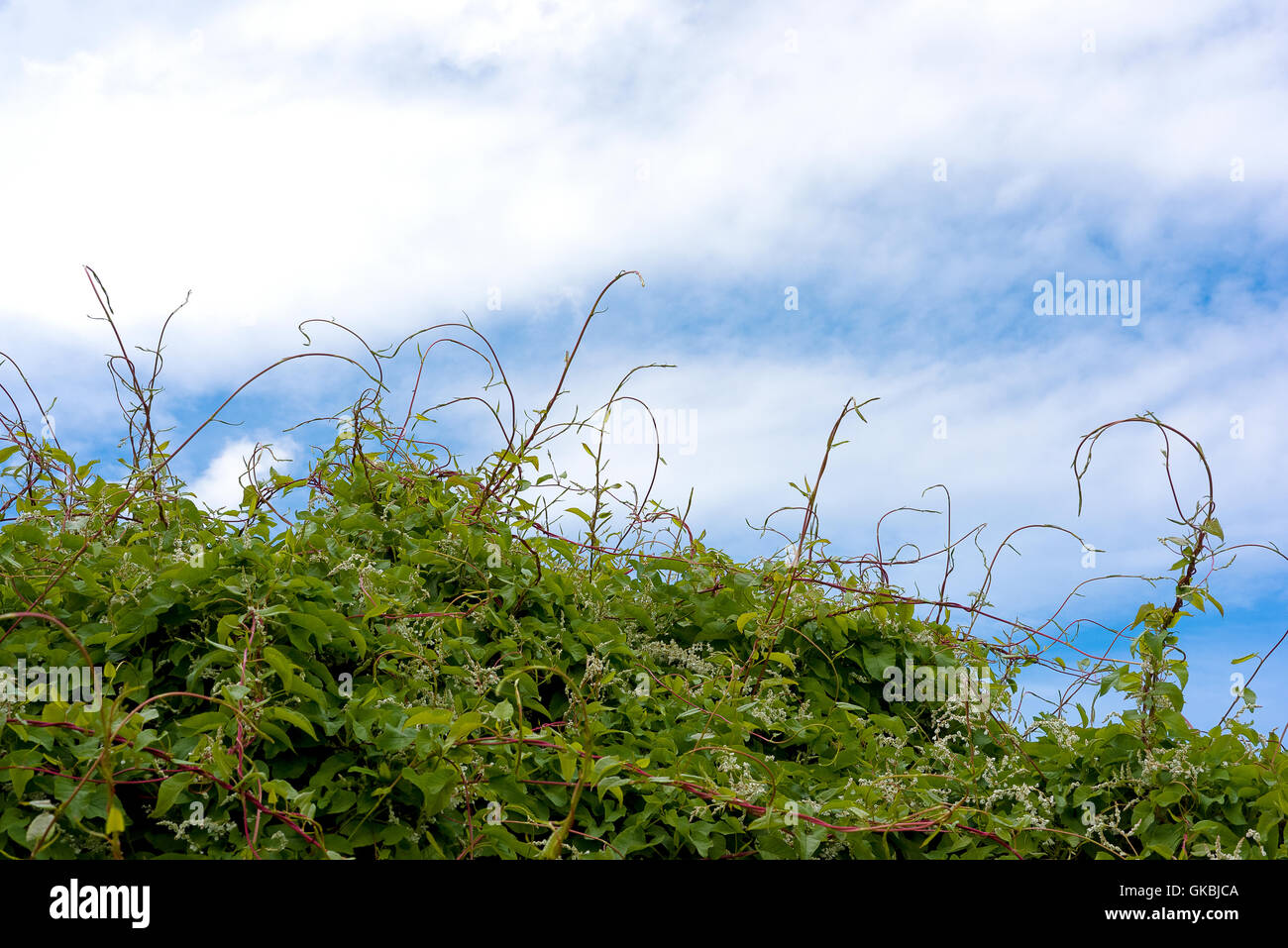 Hedgerow plants with tendrils reaching skyward blue sky with light ...