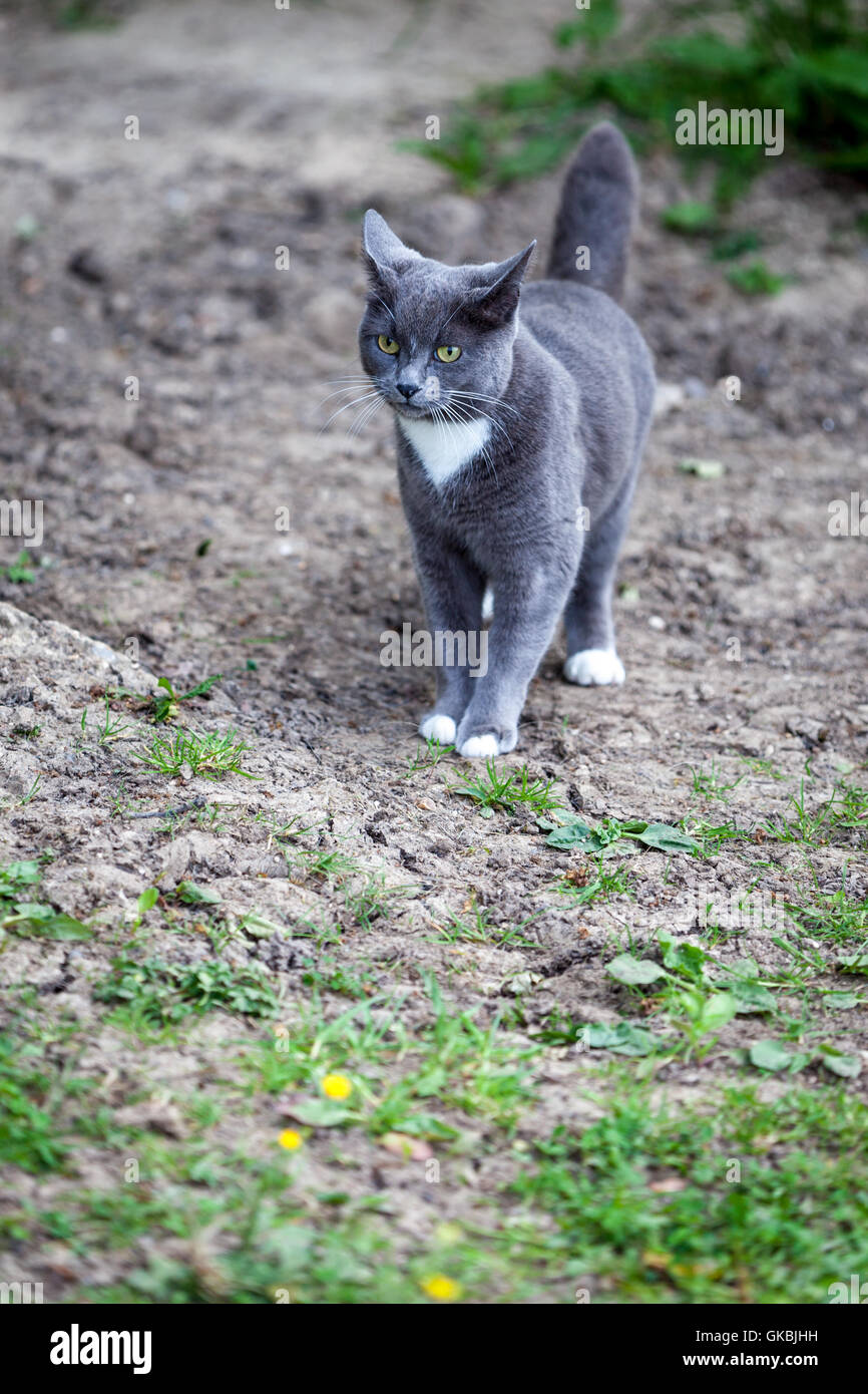 Cat fluffed tail hi-res stock photography and images - Alamy