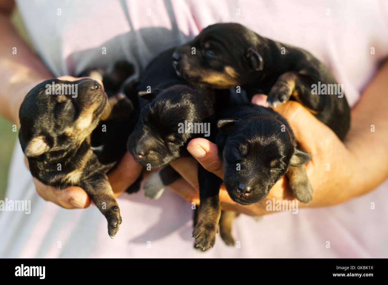 mammal dog puppy Stock Photo - Alamy