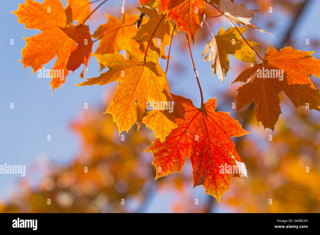 leaf colour tree Stock Photo - Alamy