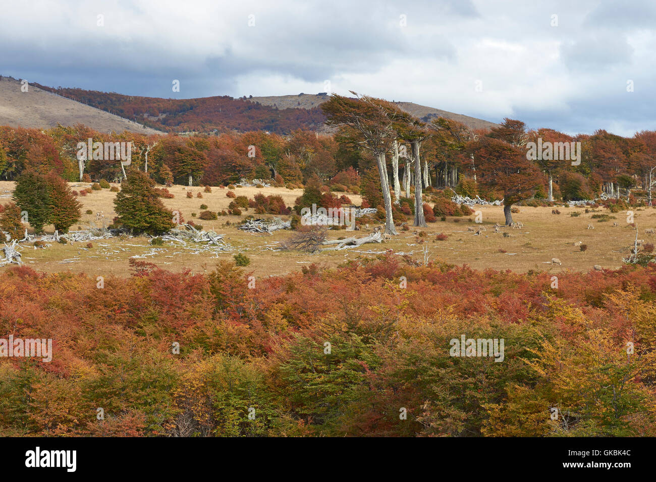 Brightly coloured autumn foliage on trees and shrubs in Patagonia ...