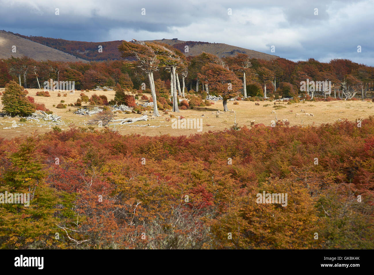 Brightly coloured autumn foliage on trees and shrubs in Patagonia ...