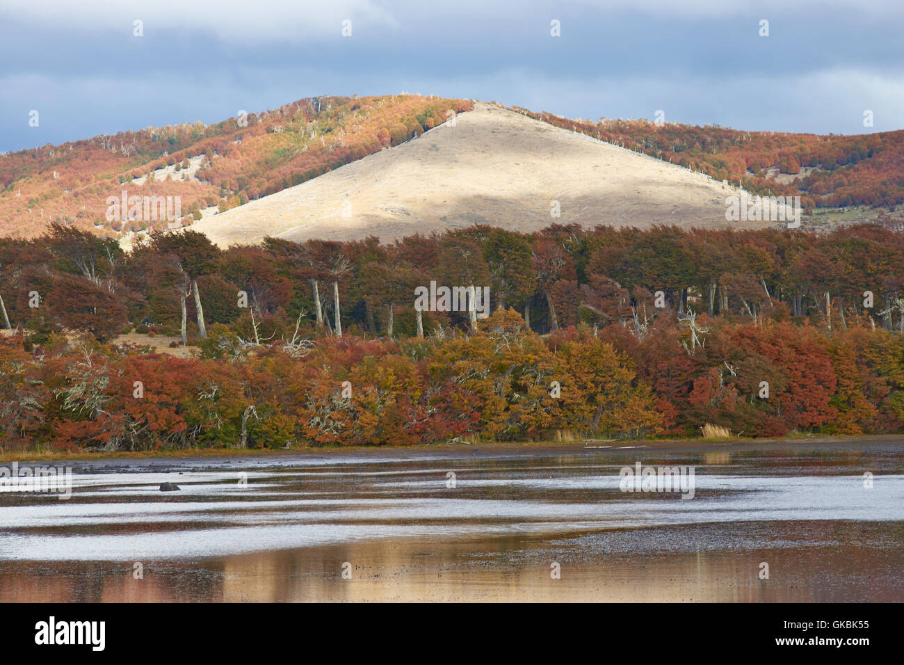Brightly coloured autumn foliage on trees and shrubs in Patagonia ...