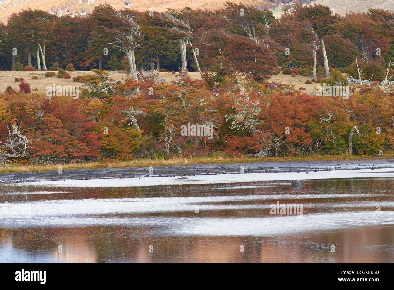 Brightly coloured autumn foliage on trees and shrubs in Patagonia ...