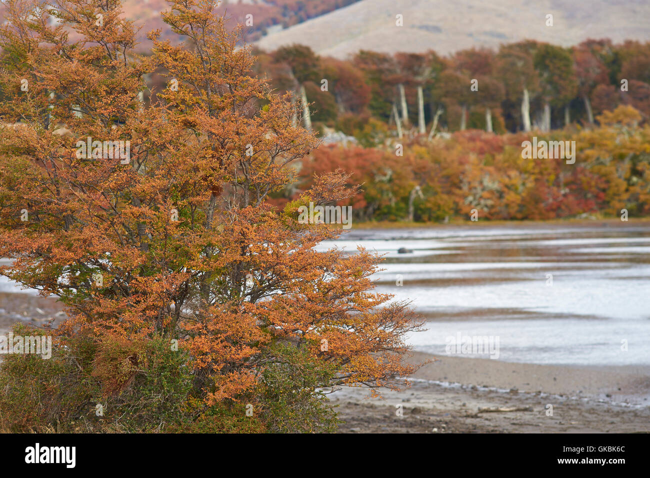 Brightly coloured autumn foliage on trees and shrubs in Patagonia ...