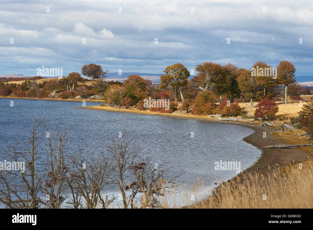 Brightly coloured autumn foliage on trees and shrubs in Patagonia ...