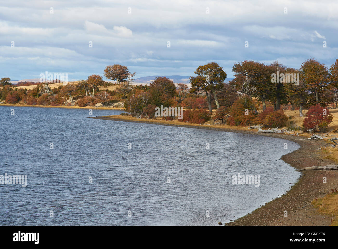 Brightly coloured autumn foliage on trees and shrubs in Patagonia ...
