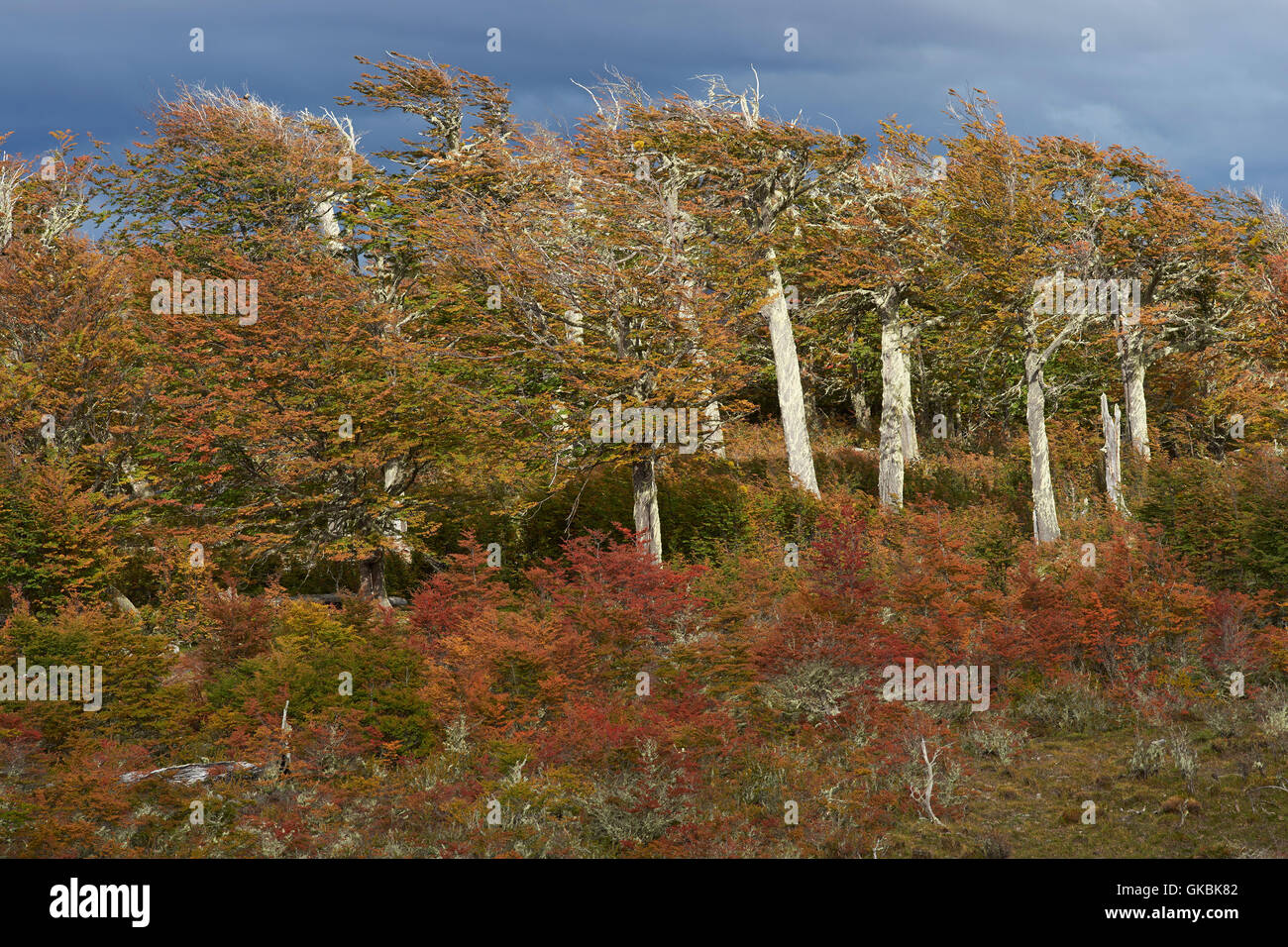 Brightly coloured autumn foliage on trees and shrubs in Patagonia ...