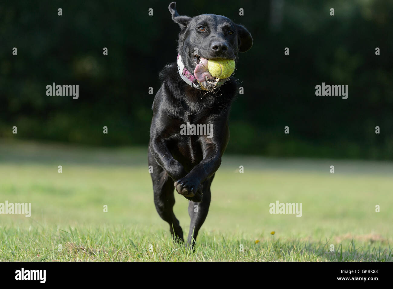 A Black Labrador Retriever running with a tennis ball in a field in ...