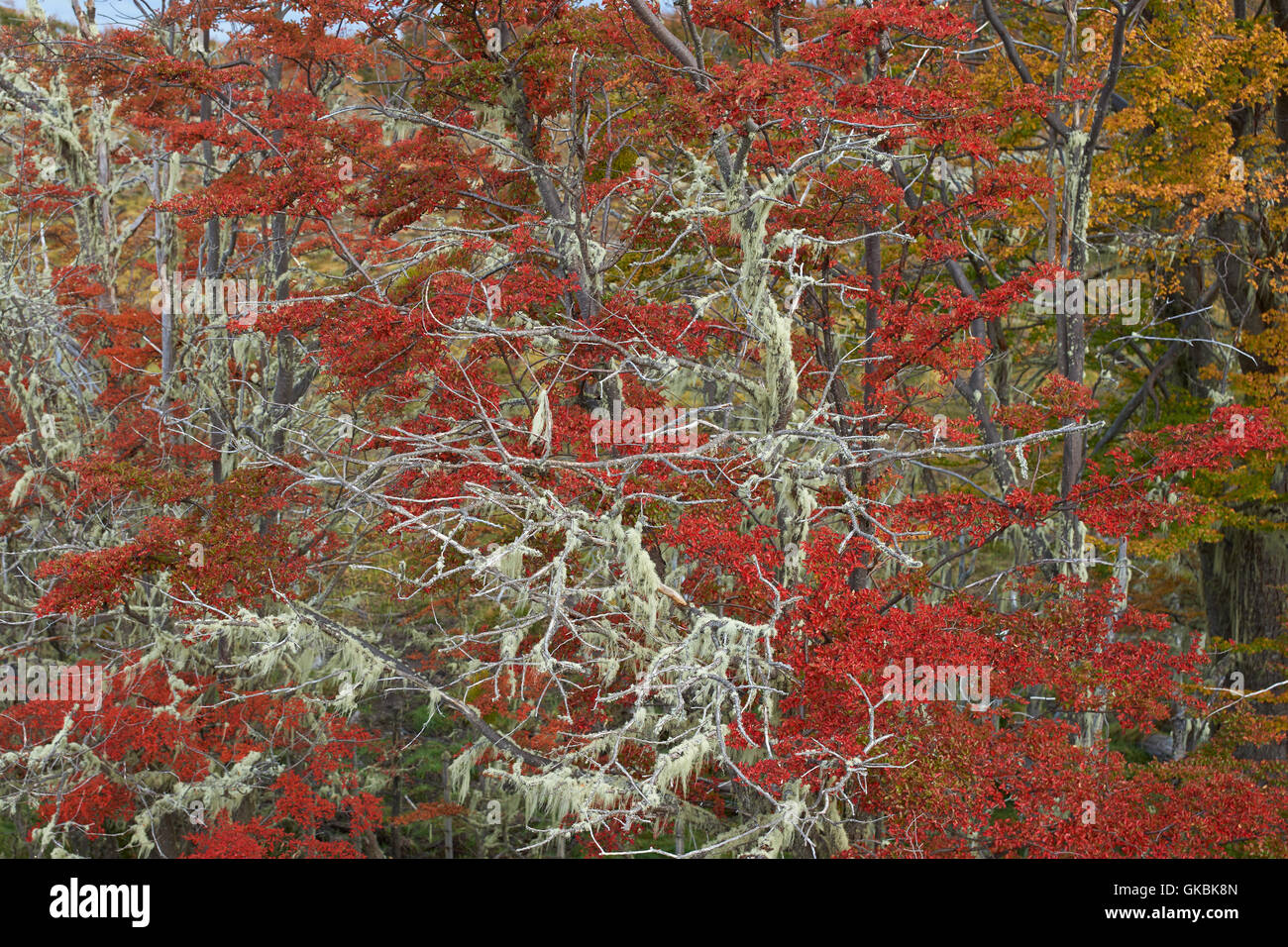 Brightly coloured autumn foliage on trees and shrubs in Patagonia ...
