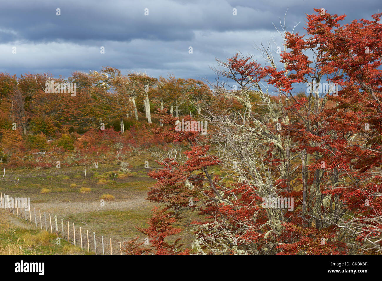 Brightly coloured autumn foliage on trees and shrubs in Patagonia ...