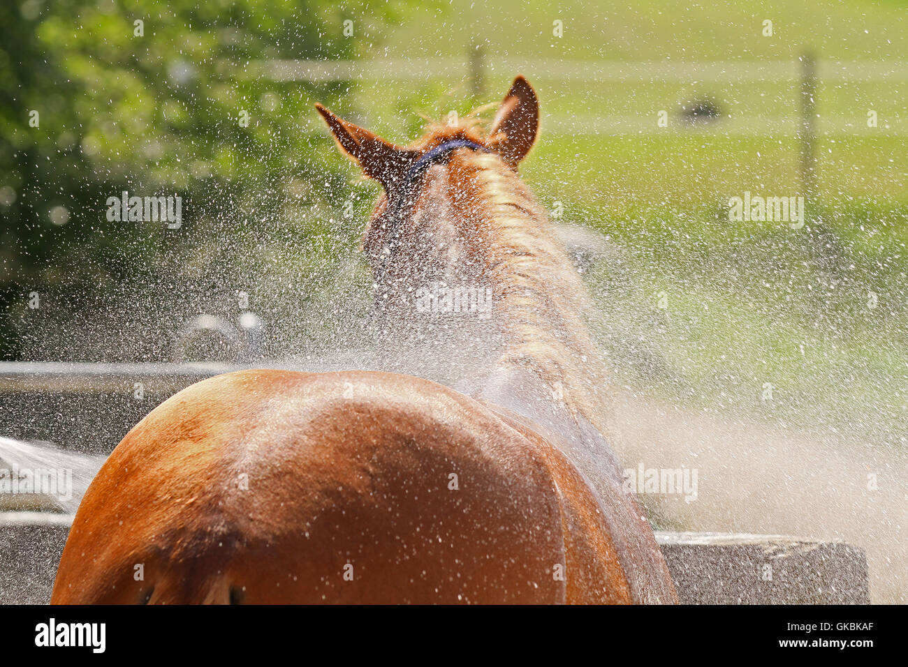 ride horse animal Stock Photo - Alamy