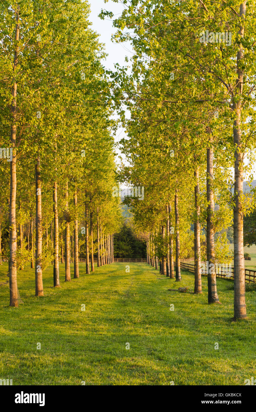 Looking along a straight avenue of tall, slender, poplar trees on a ...