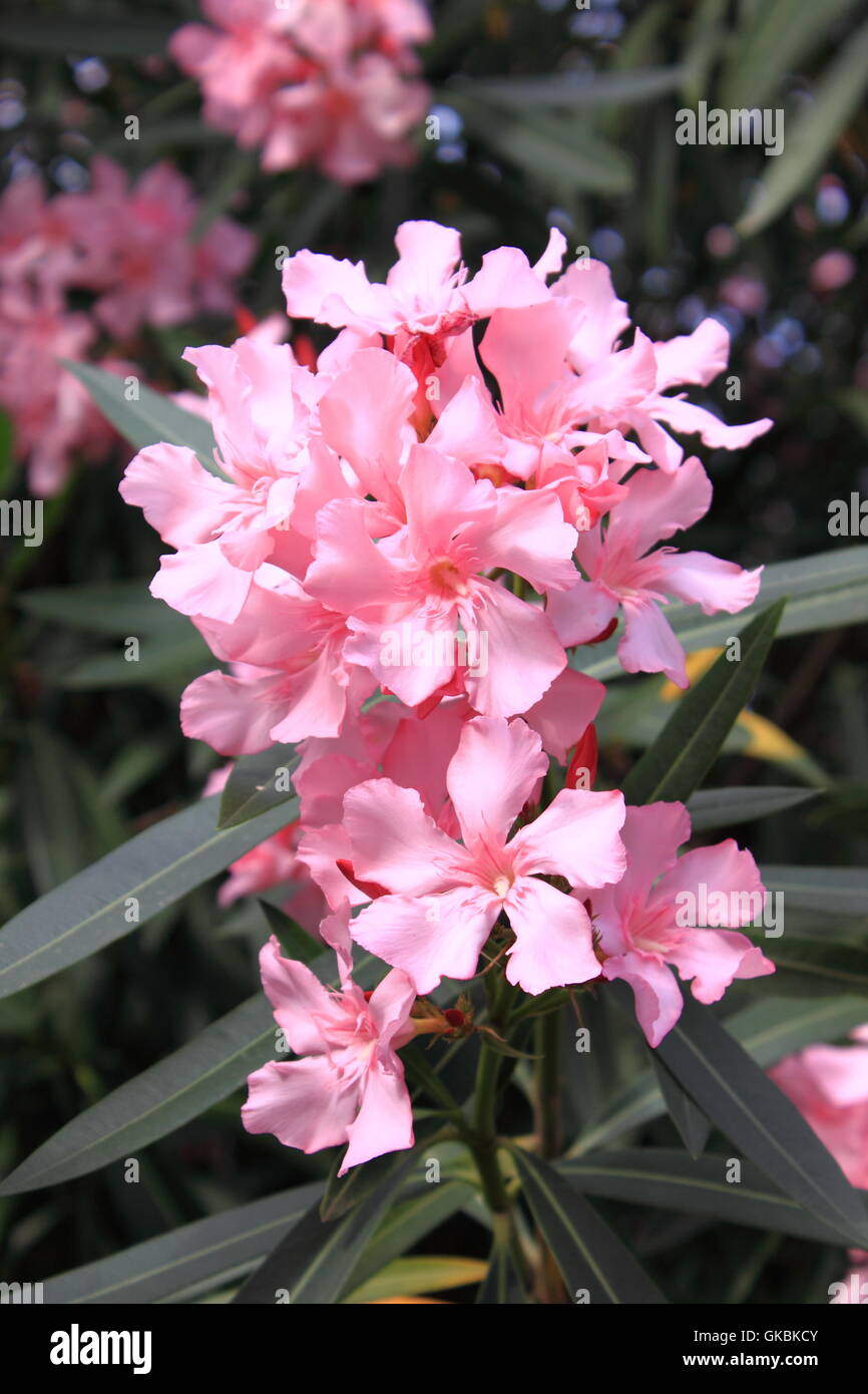 Blooming pink Oleander flowers Stock Photo - Alamy