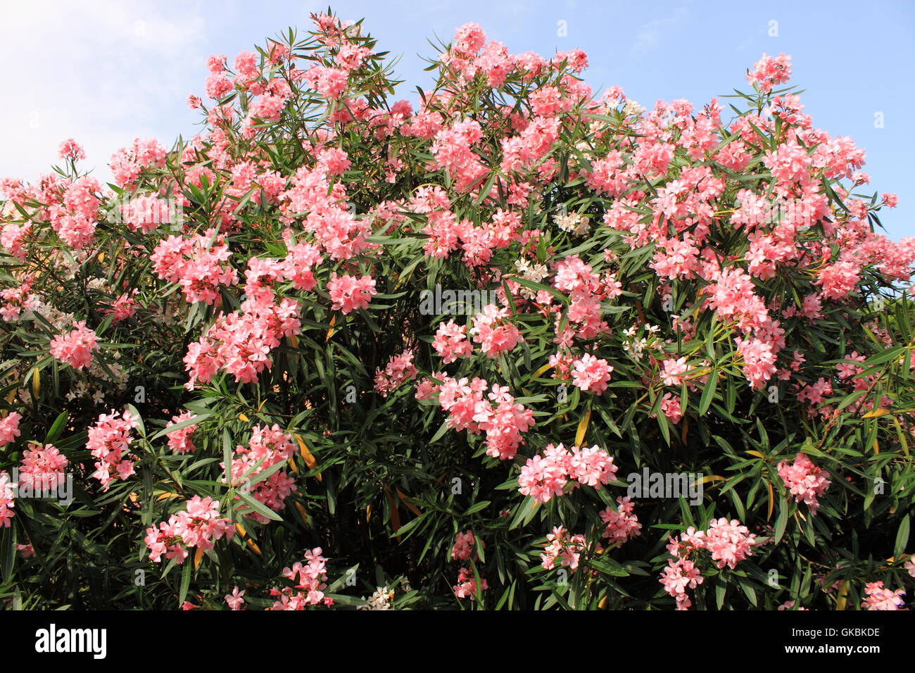 Oleander flowers hi-res stock photography and images - Alamy
