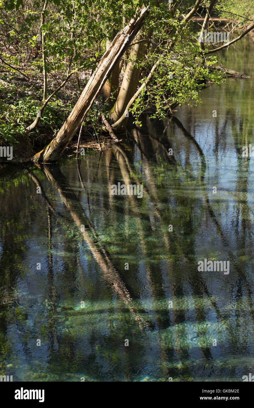 Reflections of several tree trunks in a calm well with clear water in a ...