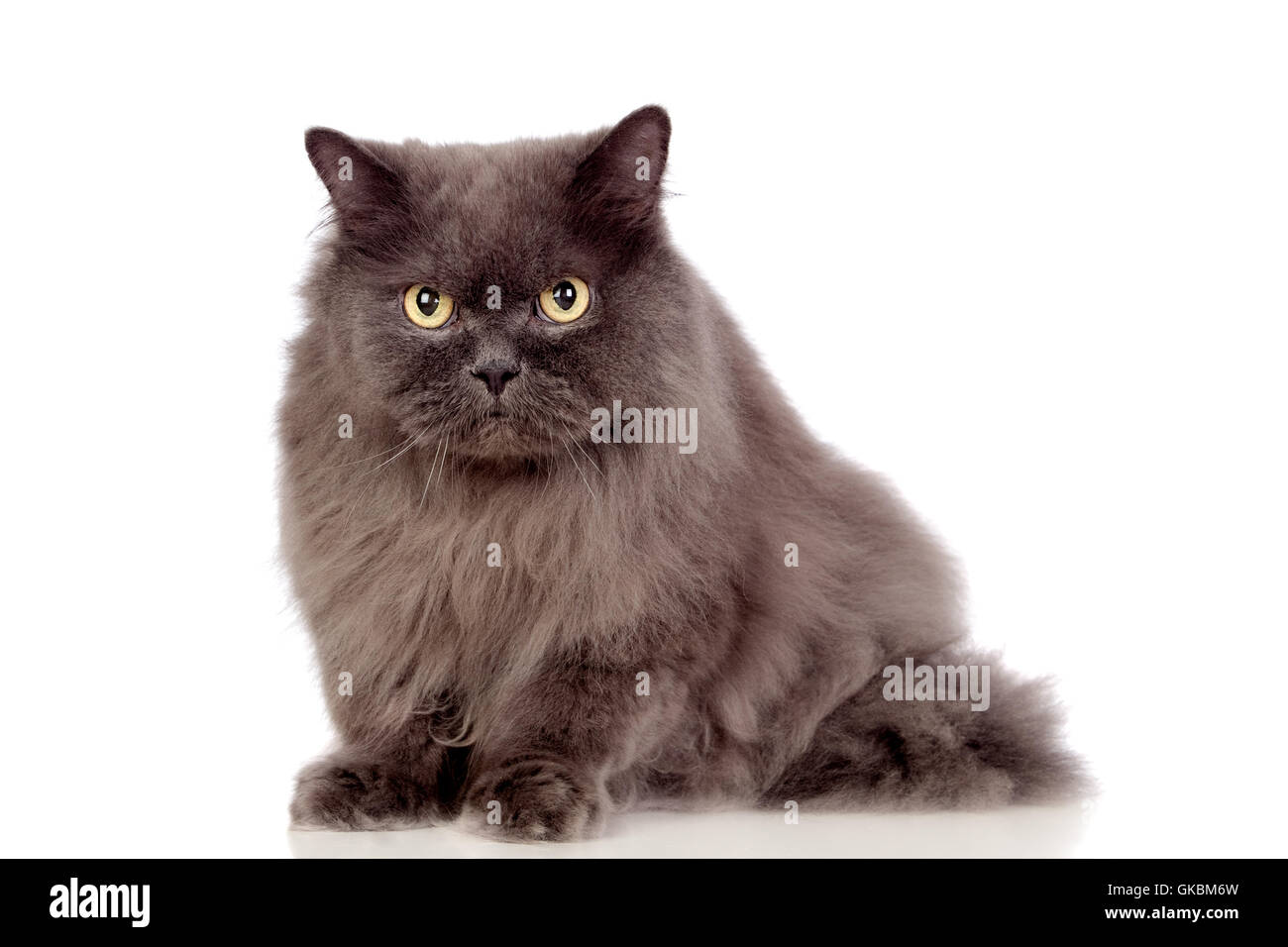 Studio animal hi-res stock photography and images - Alamy