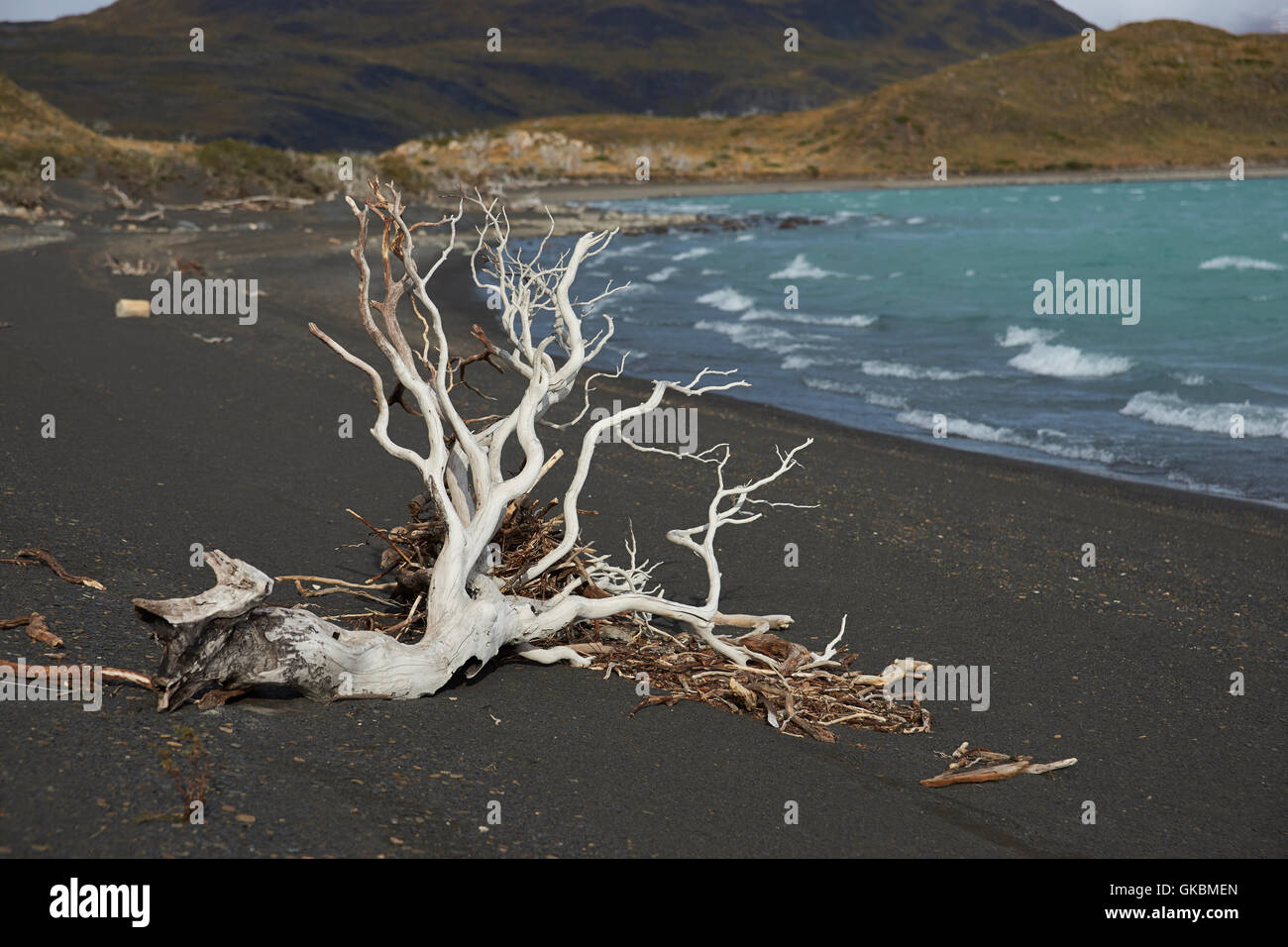 Bleached dead tree trunk hi-res stock photography and images - Alamy