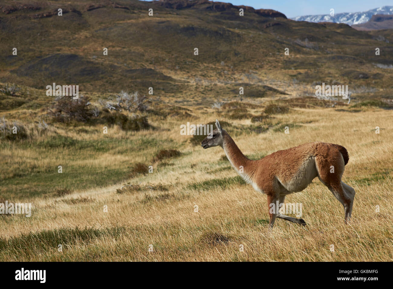 Guanaco fur hi-res stock photography and images - Alamy