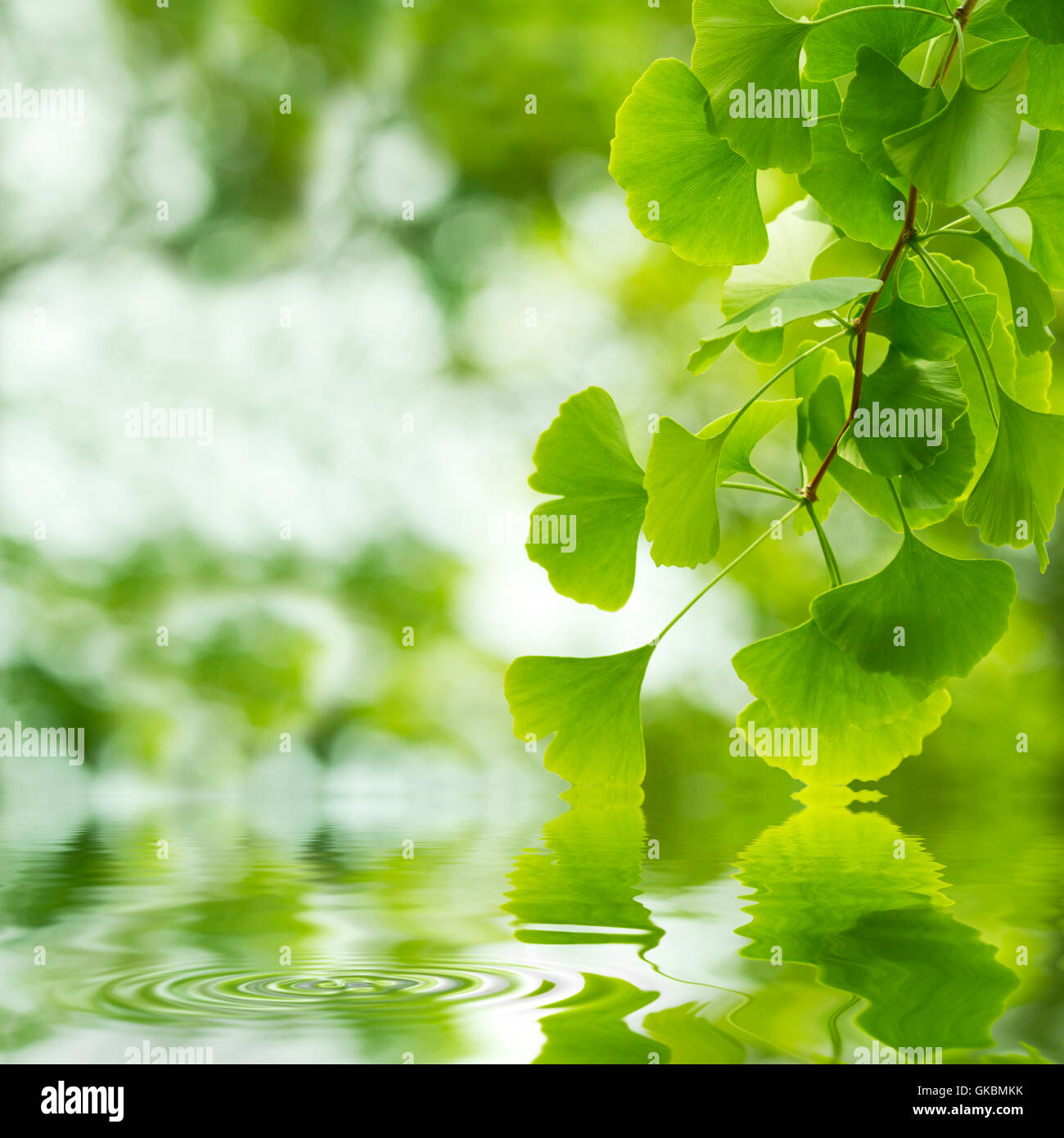 tree deciduous tree spa Stock Photo - Alamy