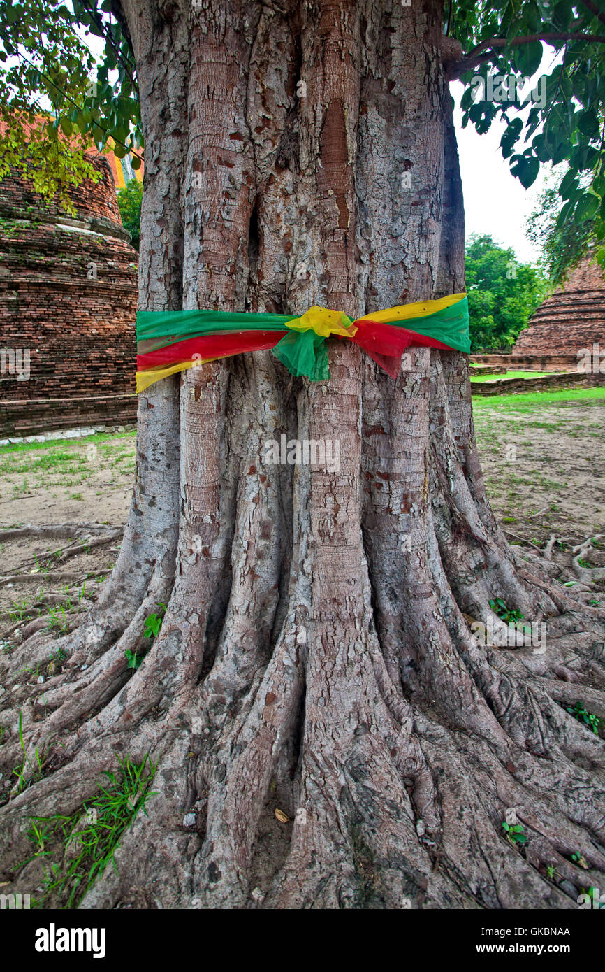 tree in a temple tailand Stock Photo - Alamy