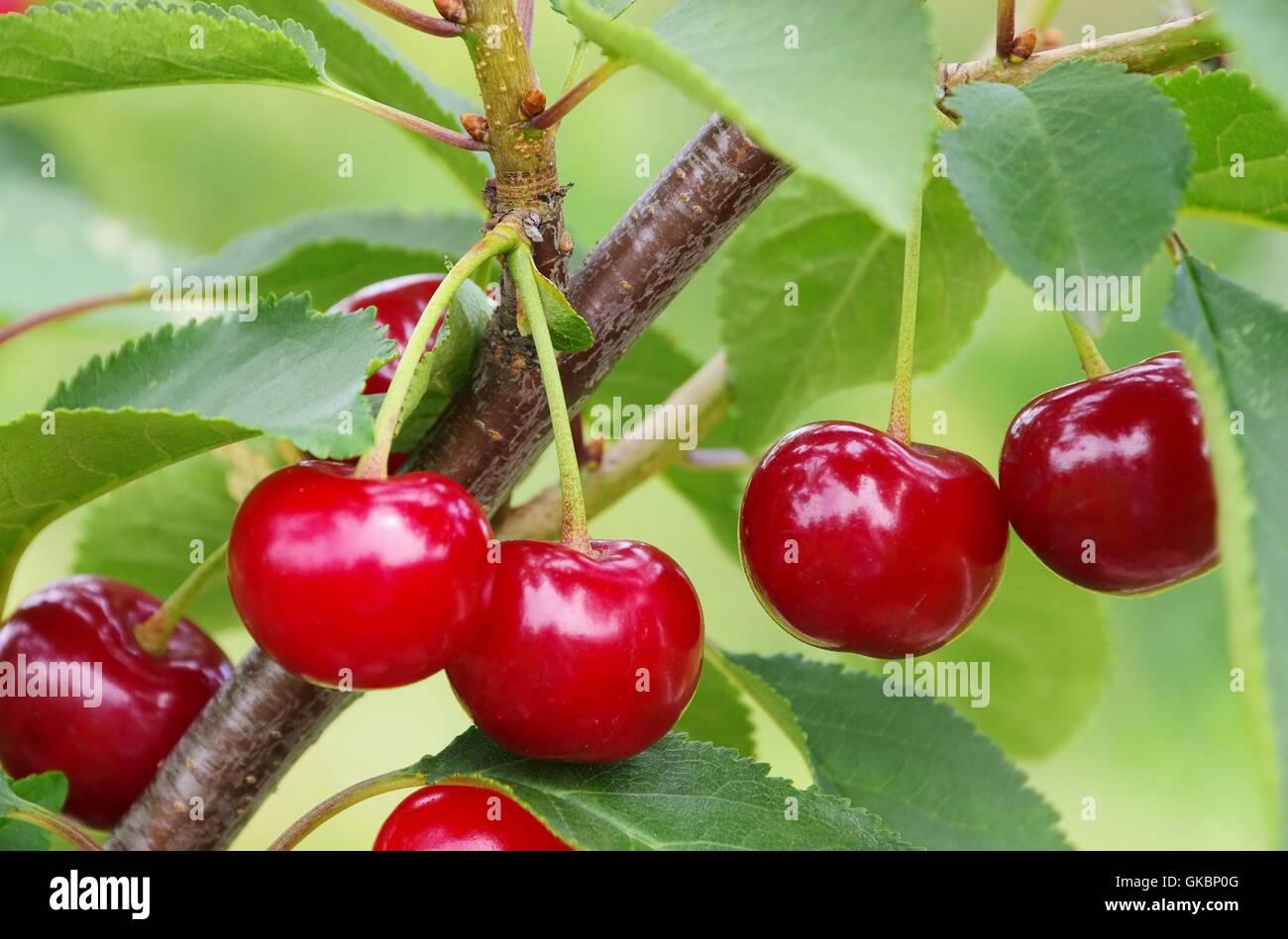 sour cherry - sour cherry 10 Stock Photo - Alamy