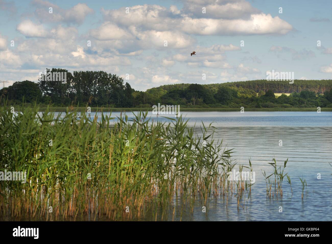 A highlight for tourists is the" Strelitz Seenplatte" as part of the ...