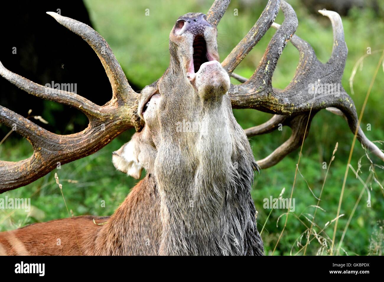Red deer rut | usage worldwide Stock Photo - Alamy