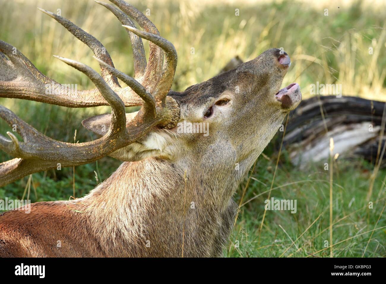 Red deer rut | usage worldwide Stock Photo - Alamy