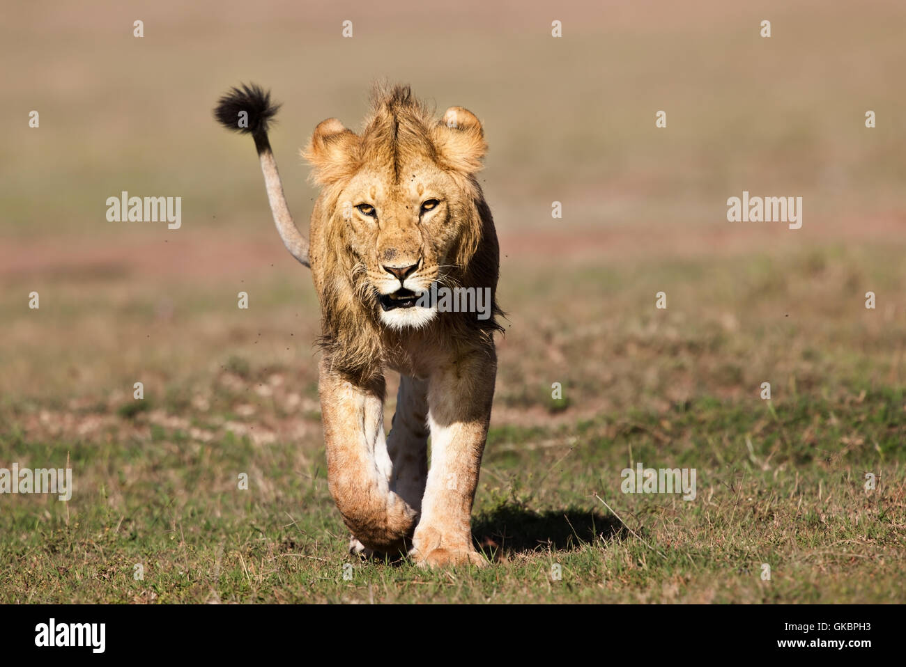 kenya lion cat Stock Photo - Alamy