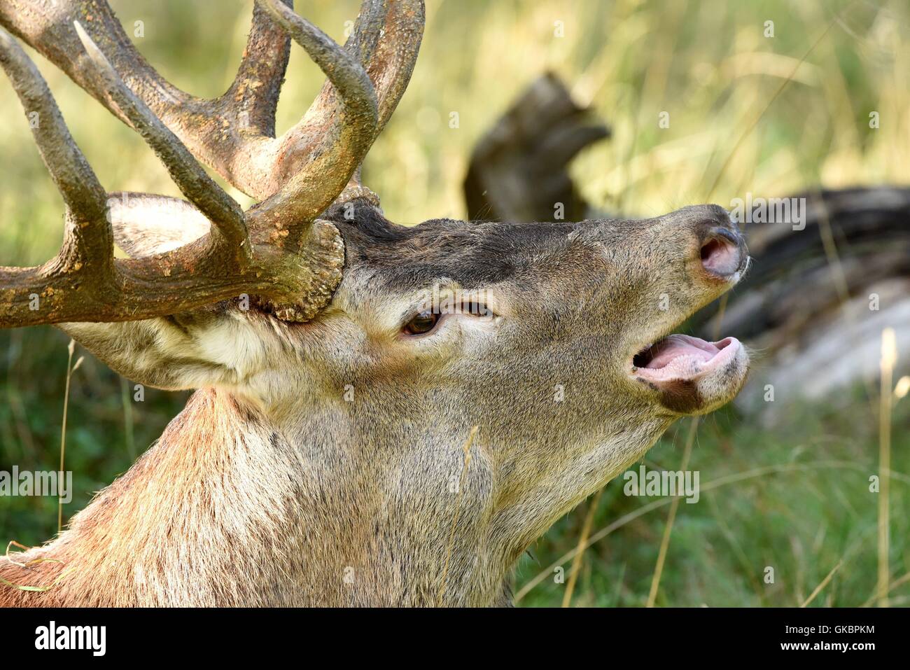 Red deer rut | usage worldwide Stock Photo - Alamy