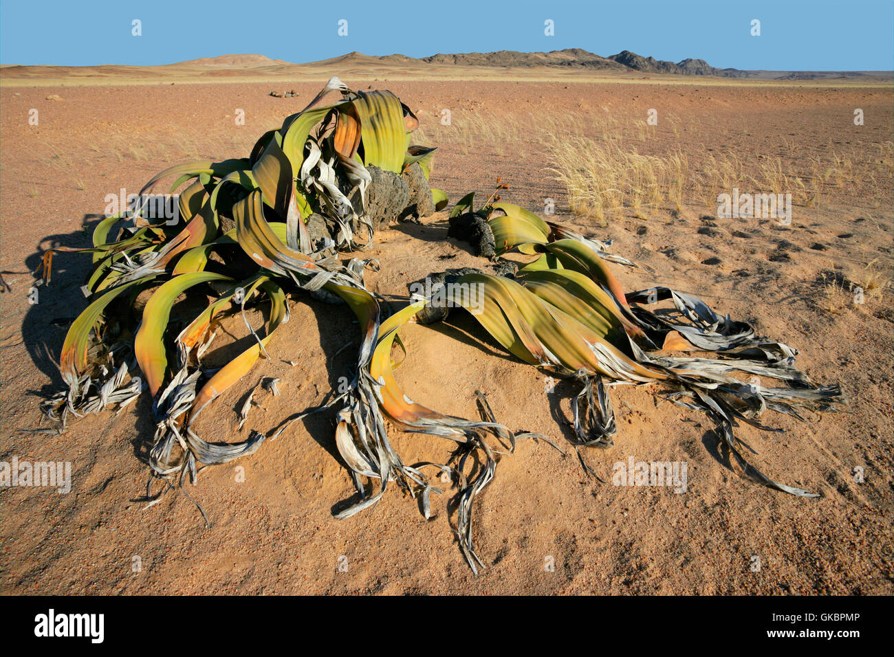 desert wasteland national park Stock Photo - Alamy
