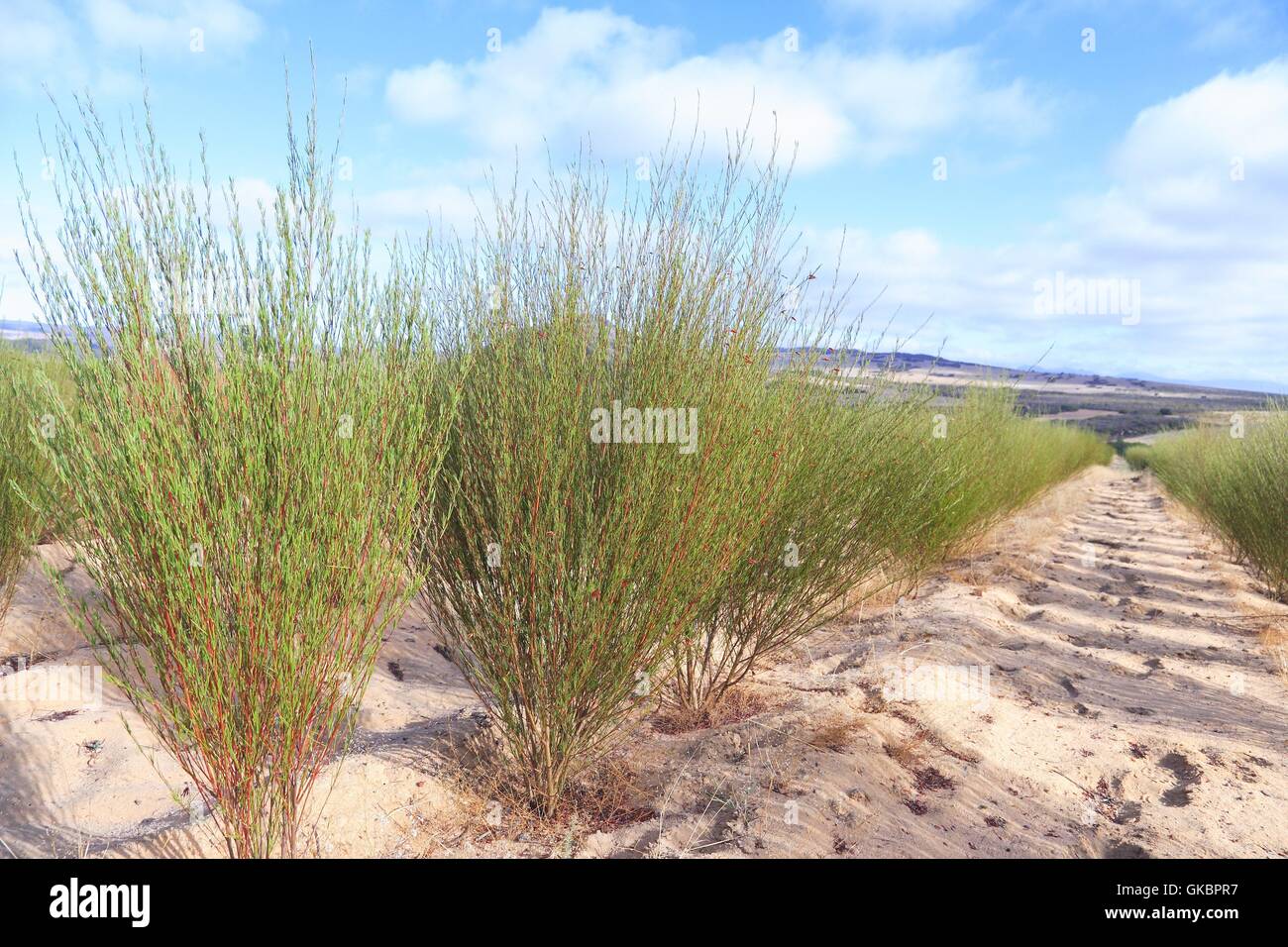 Harvestable Redbush-tea plants (Aspalathus linearis) on a field of the ...