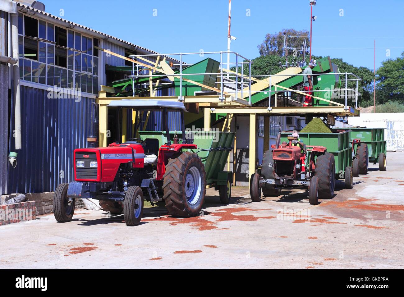 Workers at the Rooibos Ltd company in Clanwilliam are distributing the ...