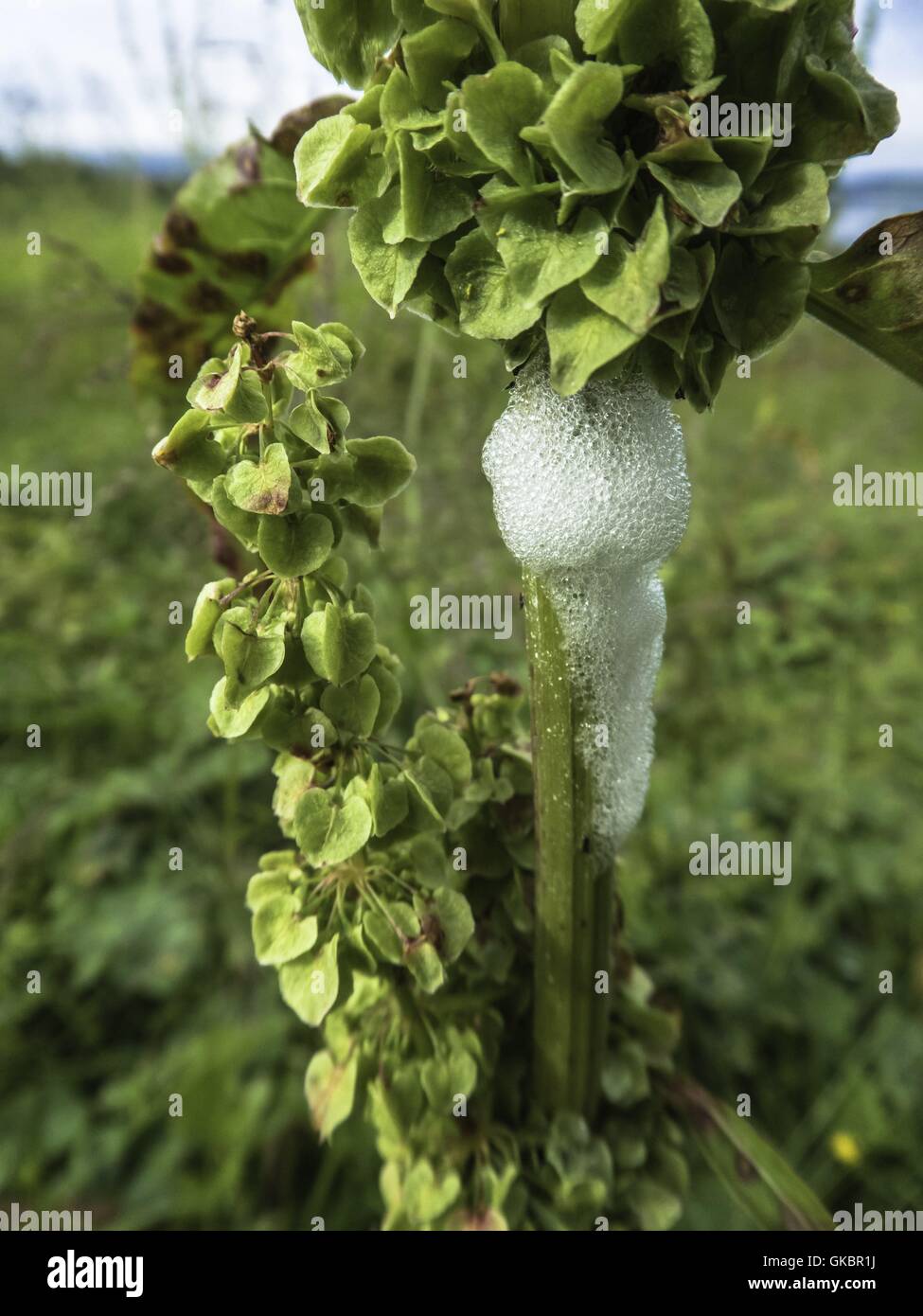Cuckoo Spit on Common Sorrel, july 2016 | usage worldwide Stock Photo ...