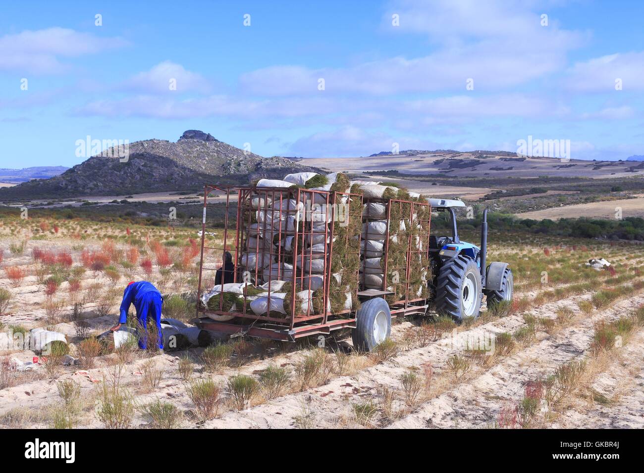 Rooibos tea processing hi-res stock photography and images - Alamy