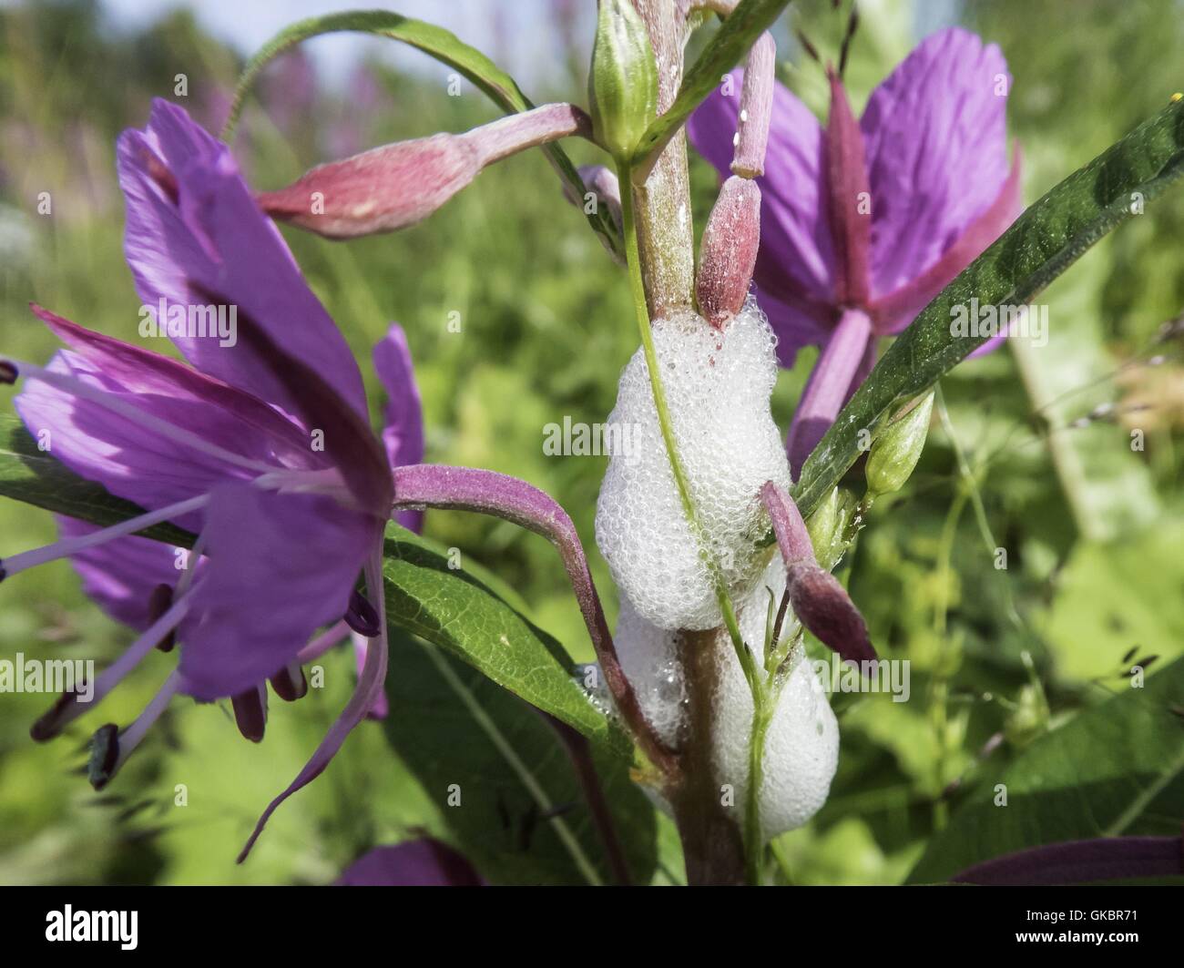 Cuckoo Spit on Fireweed, july 2016 | usage worldwide Stock Photo - Alamy