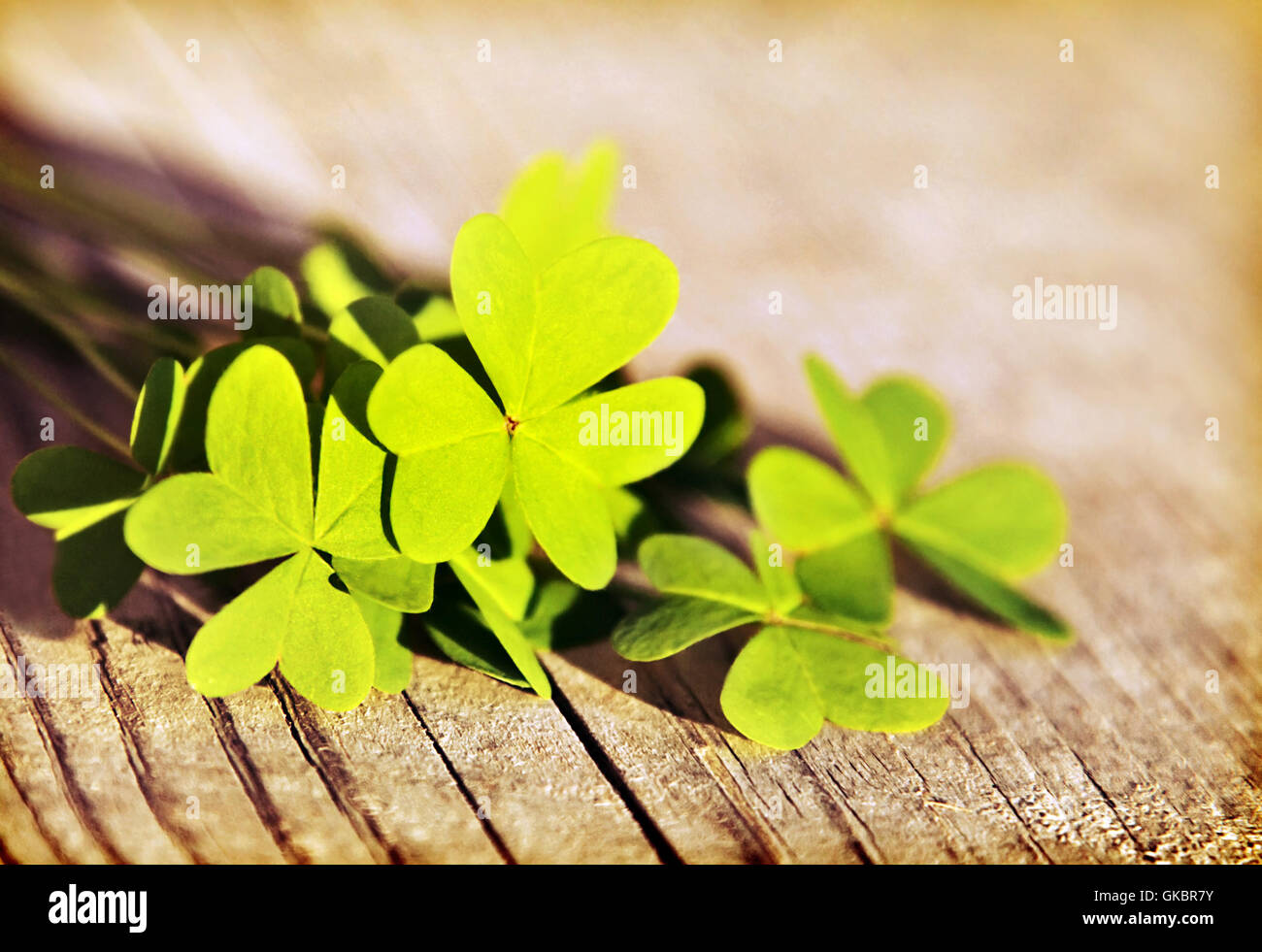 Clover flower image picture hi-res stock photography and images - Alamy