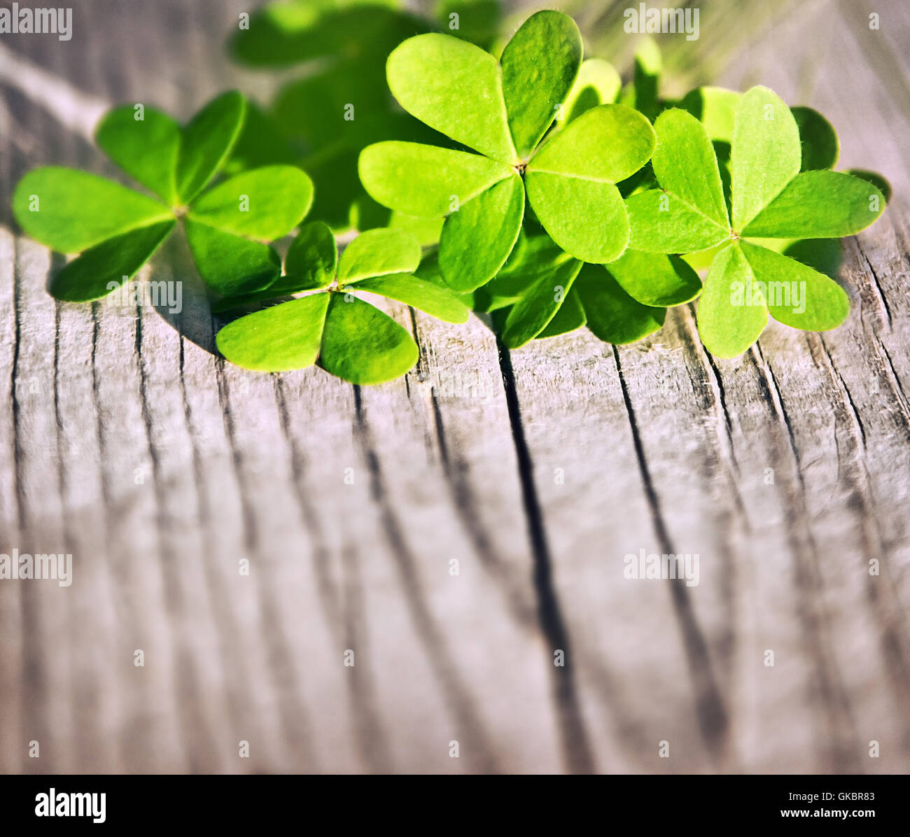 Clover leaves hi-res stock photography and images - Alamy