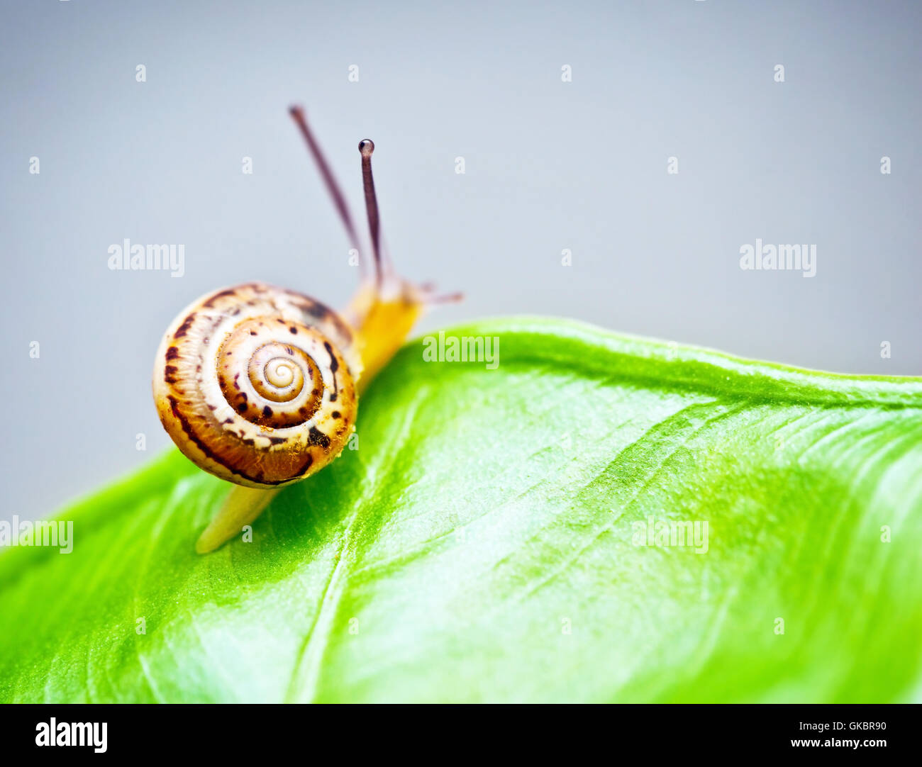 Snail green leaf live escargot hi-res stock photography and images - Alamy