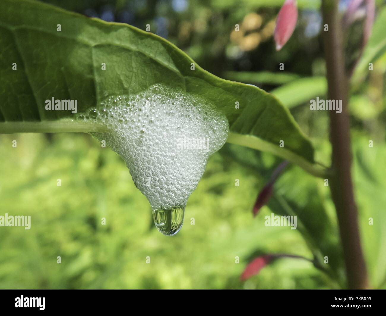 Cuckoo spit on plants hi-res stock photography and images - Alamy