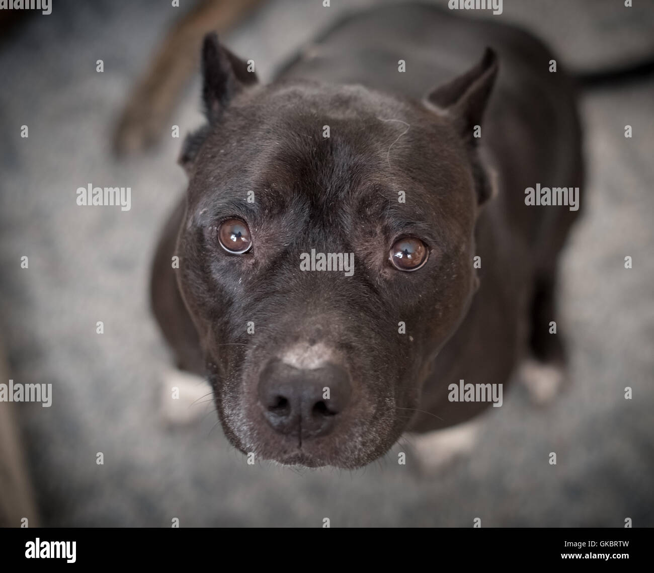 Black pitbul sitting Stock Photo - Alamy