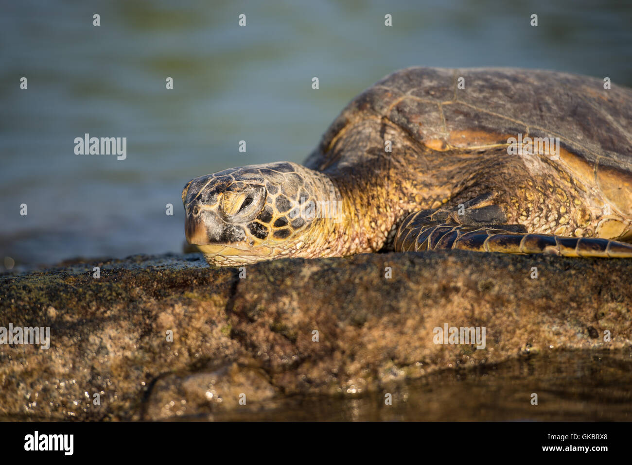 Turtle in the sun Stock Photo - Alamy