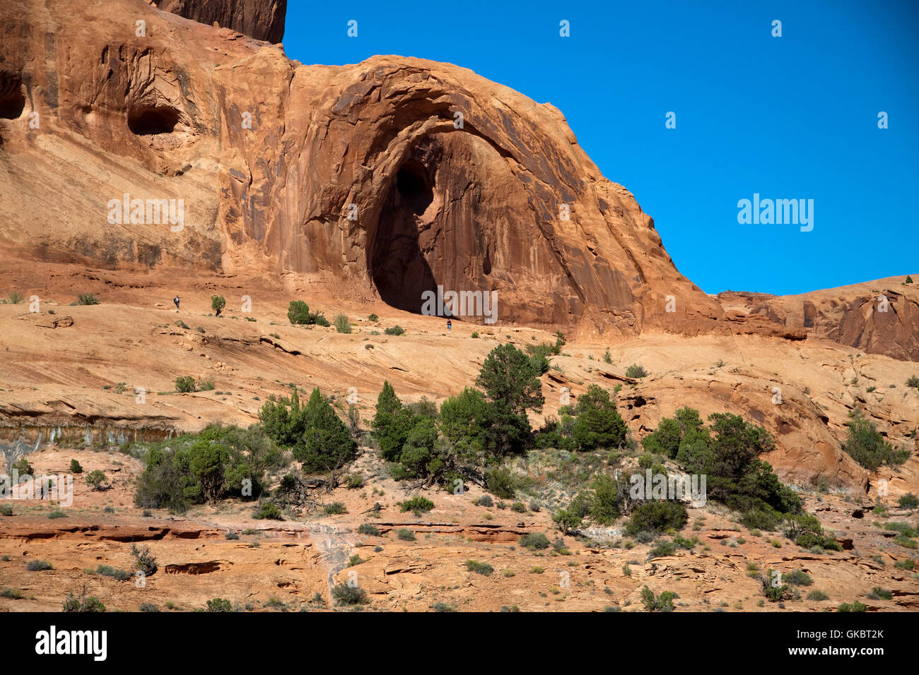 Plant arcs hi-res stock photography and images - Alamy