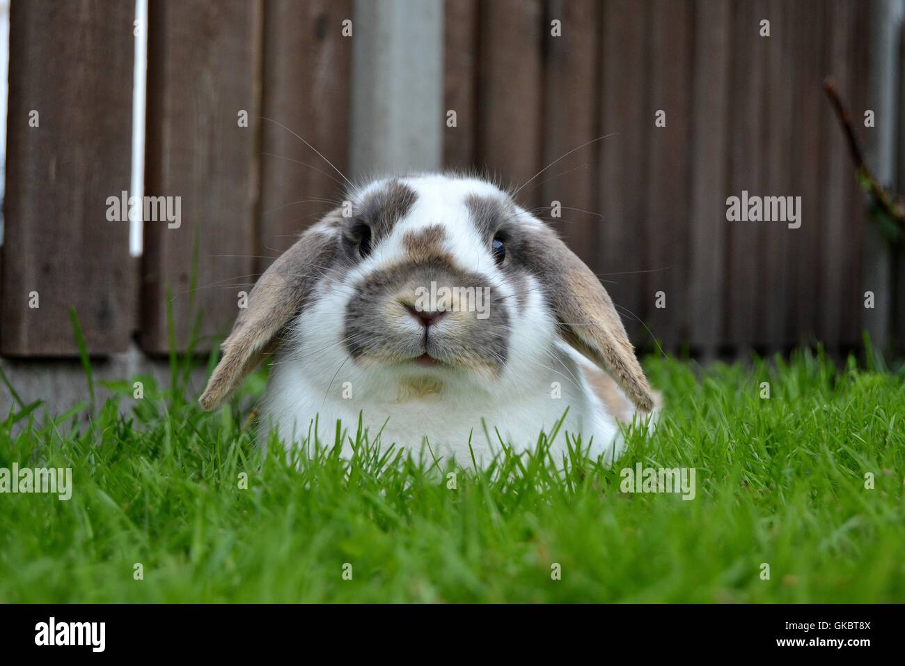 A cute and sweet rabbit sitting on grass Stock Photo - Alamy