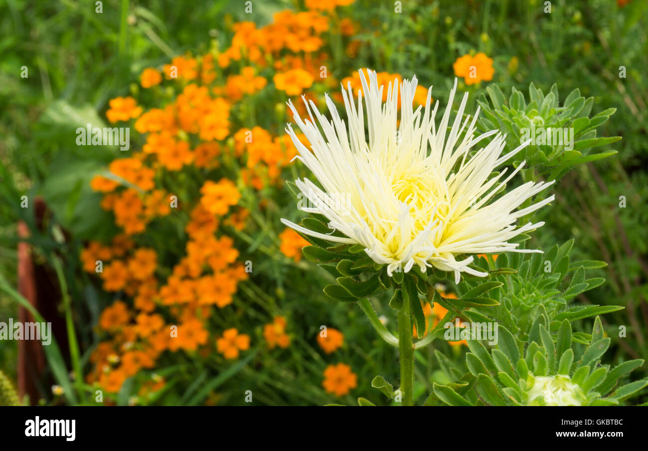 Beautiful flower of the aster grows in flowerbed on green background ...
