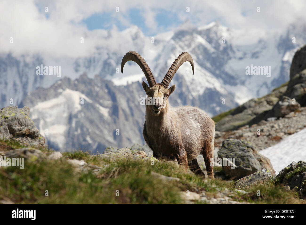 mammal alps wildlife Stock Photo - Alamy