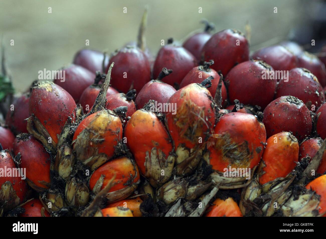 A view of palm fruit in Bintan island, Indonesia. Photo by Yuli Seperi ...