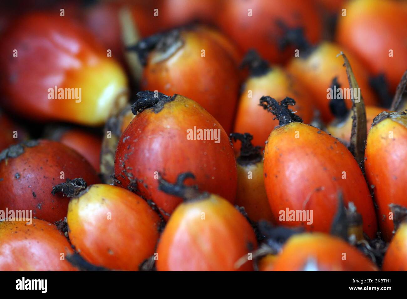 A view of palm fruit in Bintan island, Indonesia. Photo by Yuli Seperi ...