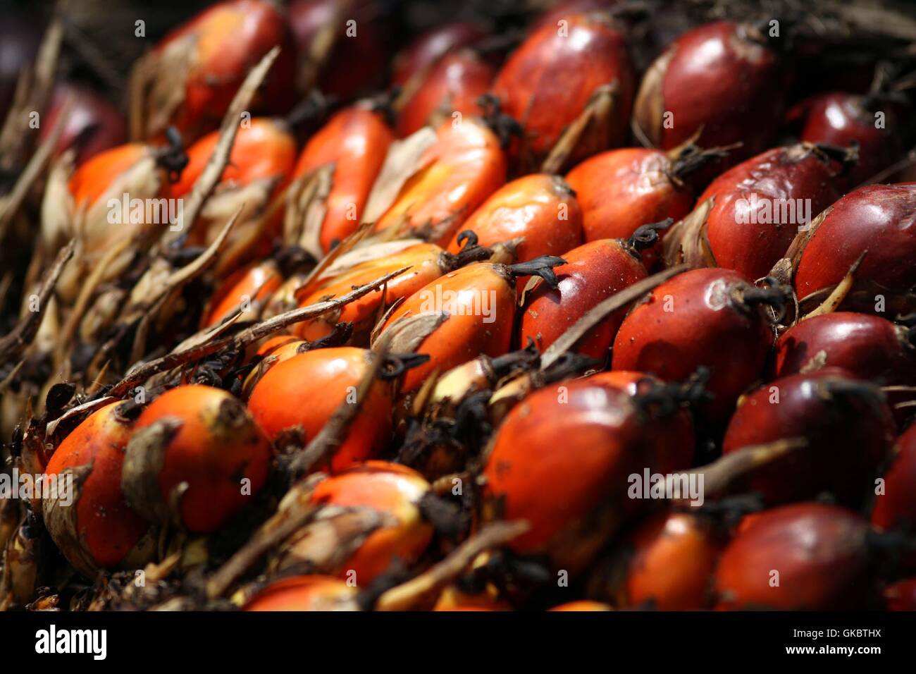 A view of palm fruit in Bintan island, Indonesia. Photo by Yuli Seperi ...